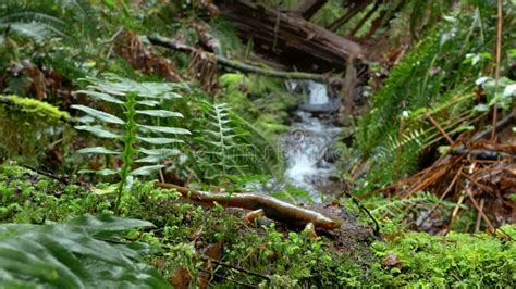 Male Rough Skinned Newt Searching For A Female 006 Stock Footage Video Of Searching