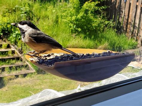 Window Mounted Bird Feeder Canopy Café 3d Printed Etsy