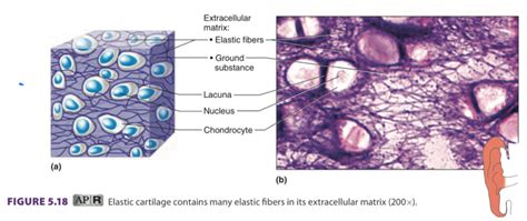 Elastic Cartilage Under Microscope