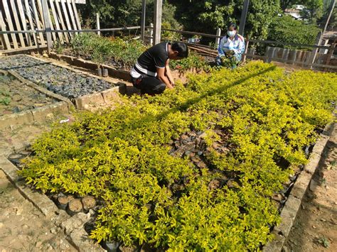 ပုံပါကျင်မြို့တွင် စည်ပင်သာယာရေးဌာနမှ အရိပ်ရအပင်များနှင့် အလှပန်းပင်များ ပျိုးထောင်၍ အခမဲ့ဖြန့