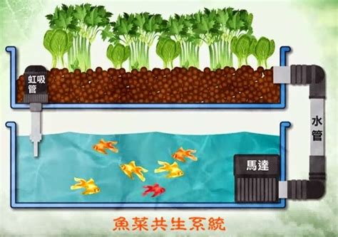 大豐收魚菜共生生態園（aquaponics） 一月 2015