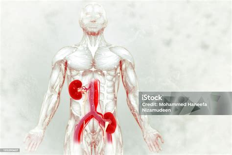 과학적 배경에 신장 이식3d 일러스트 장기 기증에 대한 스톡 사진 및 기타 이미지 장기 기증 콩팥 내부 기관 암 Istock