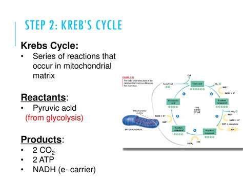Chapter 7 Cellular Respiration Ppt Download