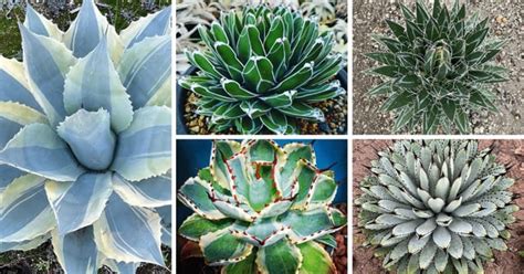 30 Types Of Popular Agave Plant Pictorial Guide Ragaveandaloe