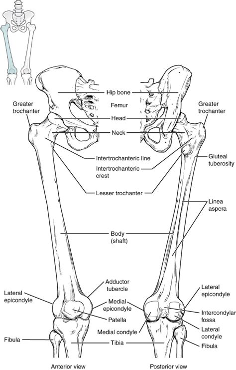 Appendicular Skeleton Labeling Worksheet