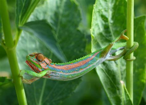 Pygmy Chameleon Lifespan