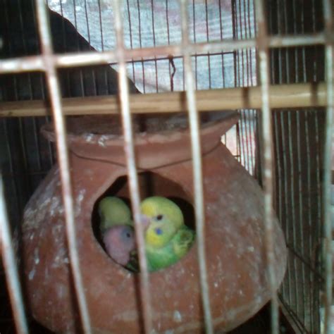 বাজরি পাখির ফার্ম