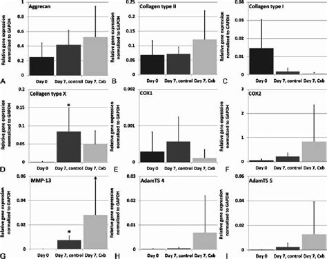 Gene Expression Levels Aggrecan A Collagen Type Ii B Collagen