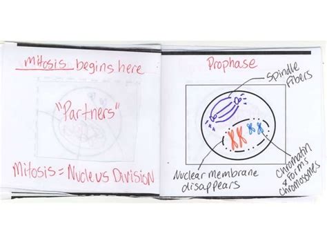 Cell Cycle And Microscope Notes PPT
