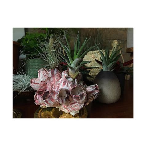 Cooking Tiki Откак родих това ми стана любимата салата Всъщност беше първата салата която