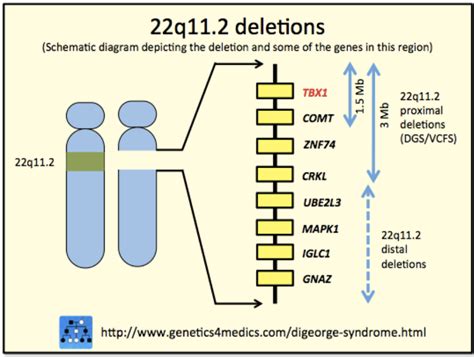 Q 22 Deletion Syndrome