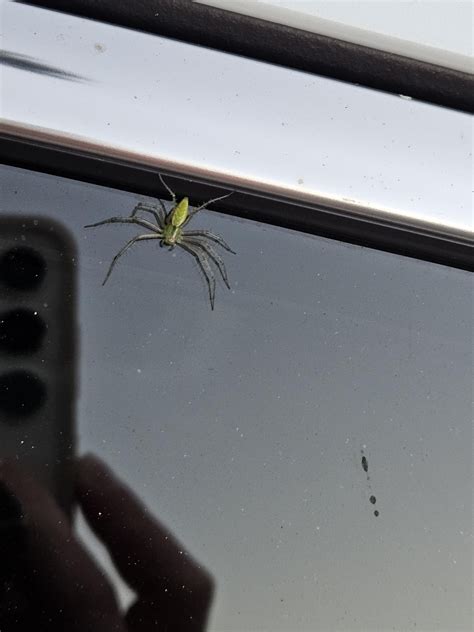 Whos This Guy R Whatsthisbug