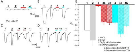 Two Electrode Voltage Clamp Of Xenopus Oocytes Inward Currents Download Scientific Diagram