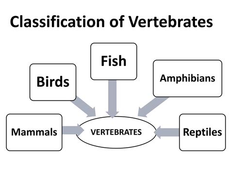 Level Of Classification Vertebrates At Randall Nealon Blog