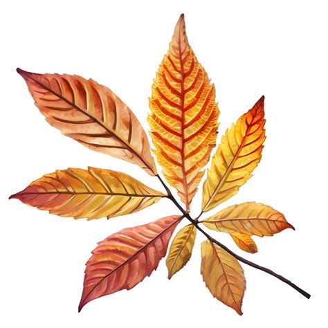 Download Withered Fall Leaf Png 05252024