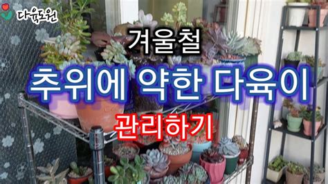 겨울철 추위에 약한 다육이 관리하기 Youtube