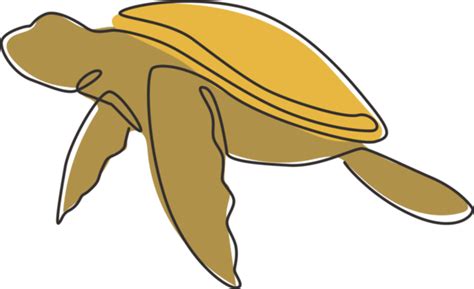 Turtle Shell Pngs For Free Download