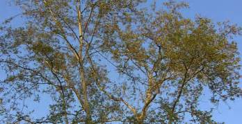 Tree Support System Services Atp Asia Tree Preservation Ltd