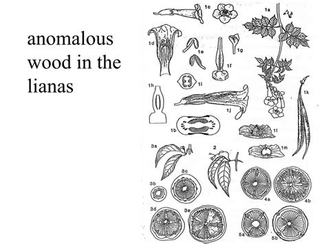 Ppt Bignoniaceae Powerpoint Presentation Free Download Id6860611