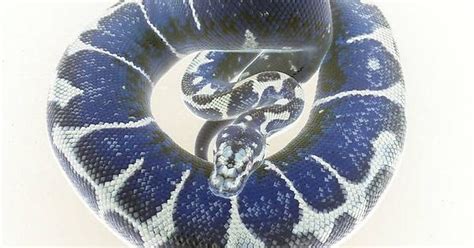 Bumble Bee Ball Python Negative Exposure Imgur