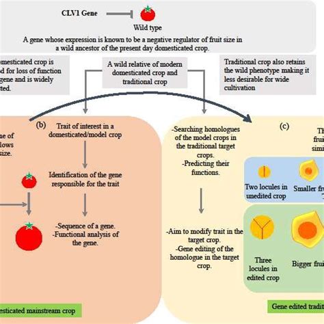 An Example Of Translational Genomics Approach For Rapid Improvement Of