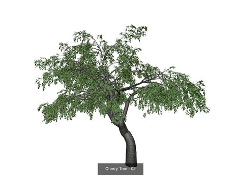 Cherry Trees 3d Model Collection Cgtrader