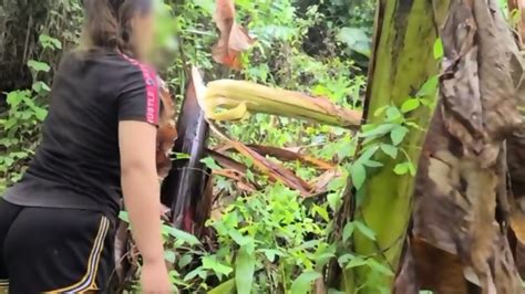 တောထဲမှာ ငှက်ပျောသီး လာခူးတဲ့ စော်တောင့်တောင့်လေးကို ထမနဲထိုးလွှတ်လိုက်တဲ့ ကျော်ကြီး Eporner