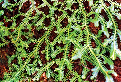Phylum Lycophyta