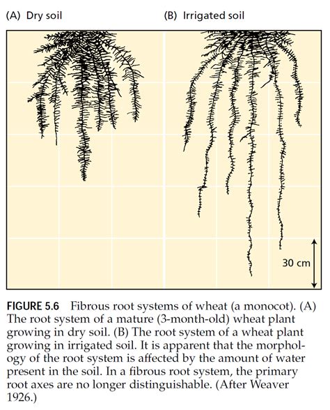 Soil And Roots Spring Lake Net