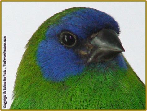 23 Best Parrot Conservation Images On Pinterest Conservation Conservation Movement And Bird