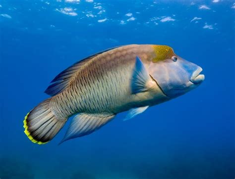 Maori Wrasse Custom Marine Aquaria