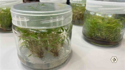 Bamboo Micro Tissue Culture Propagation Bambu Batu