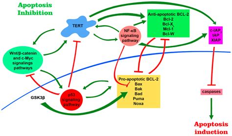 Multiple Actions Of Telomerase Reverse Transcriptase In Cell Death Regulation