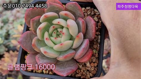 엘히어로군생 핑크라울 블루클라우드군생 파랑새 글램핑크 에레네스군생 레드베리철화 등등 분채포장 ~ Youtube