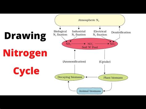 Simple Nitrogen Cycle Diagram
