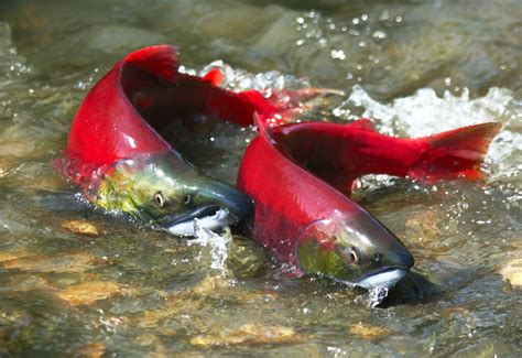 World Record Pink Salmon