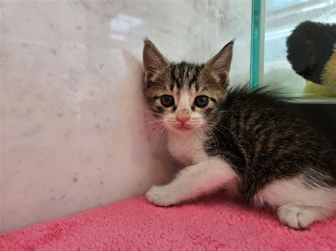 코리안숏헤어 핑크콩 샴분양가격 셀커크렉스분양가격 스코티쉬폴드분양가격 스핑크스분양가격 아메리칸숏헤어분양가격 아메리칸컬분양가격