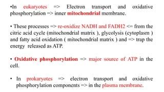ETC AND ATP SYNTHESIS ELECTRON TRANSPORT CHAIN AND ATP SYNTHESIS Pptx