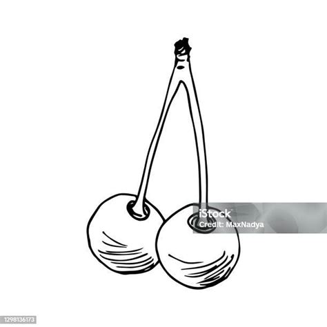 검은 윤곽이 있는 손으로 그린 간단한 벡터 일러스트레이션 흰색 배경에 고립 된 나뭇 가지에 두 개의 체리 인쇄 라벨 스티커용