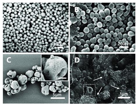 Scanning Electron Microscopy Sem Photomicrographs Of A