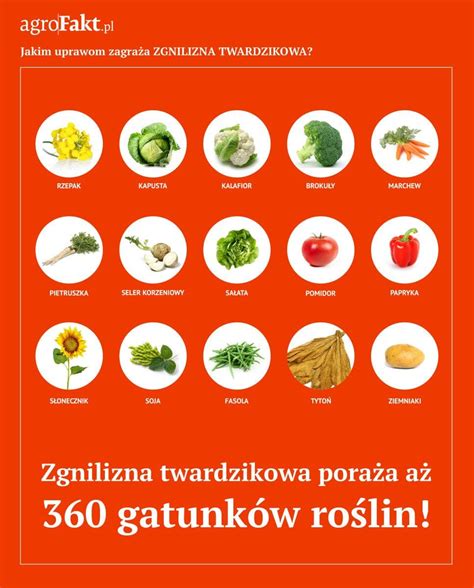 Coniothyrium Minitans Lekarstwem Na Zgniliznę Twardzikową