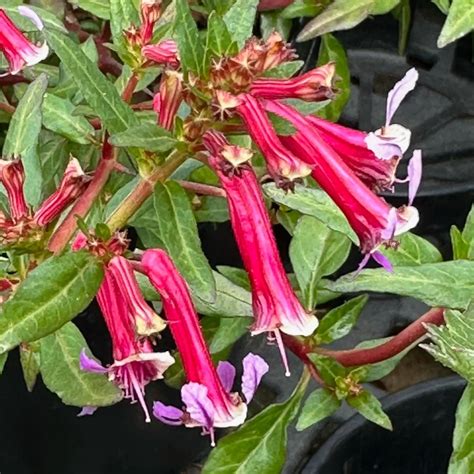 Cuphea Seedlings