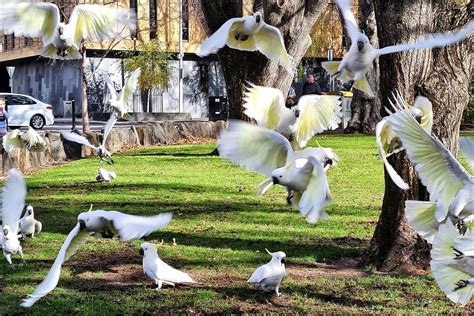 Cockatoos In Hobart Raustralia