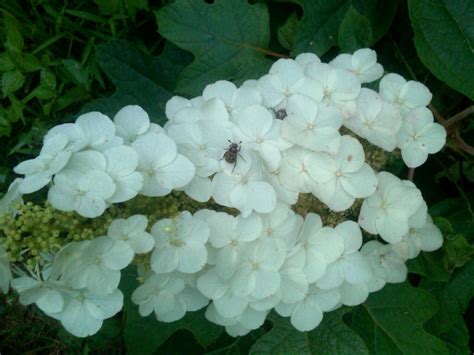 Franks Garden Talk Hydrangea Pruning And Care Franks Garden Talk Hydrangea Pruning And Care