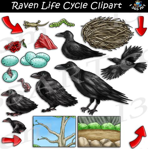Raven Life Cycle Clipart Download Clipart 4 School