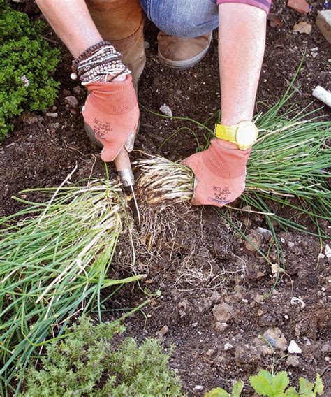 How To Propagate Herbs Easy Methods To Try Homes And Gardens