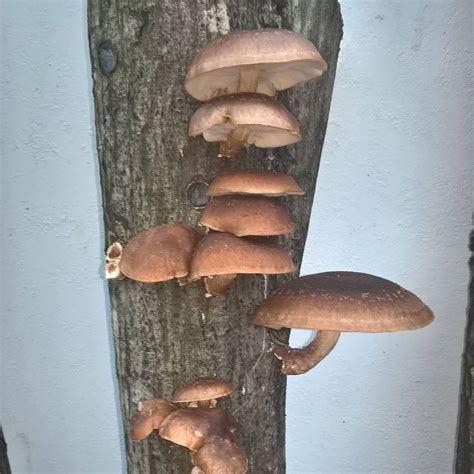 Био ферма за гъби шийтаке Stefanovo