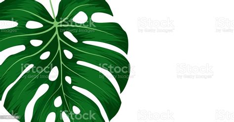 열대 녹색 은 흰색 배경에 몬스터 델리시오사 잎 결혼식 초대장 또는 장식 인사말 카드에 대한 꽃 템플릿입니다 0명에 대한 스톡 벡터 아트 및 기타 이미지 Istock