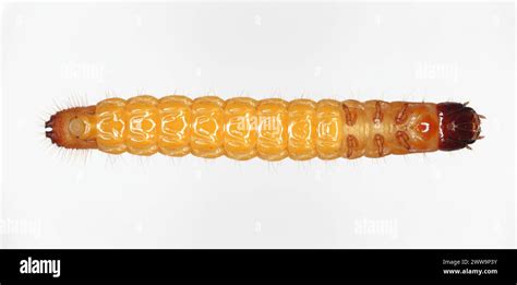 Wireworm Larva Of Mouse Grey Click Beetle Agrypnus Murinus