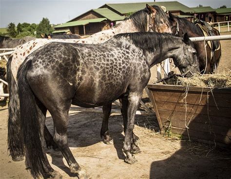 Экстерьер - фотографии | Rare horses, Unusual horse, Beautiful horses